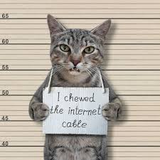 Cat cable recommendations - Streaming Audio - Naim Audio - Community